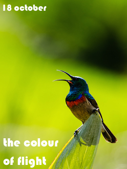 THE COLOUR OF FLIGHT | Pandaemonium